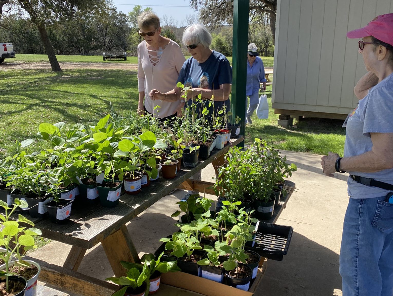 Hays County Master Gardeners will host fall plant & tree sale